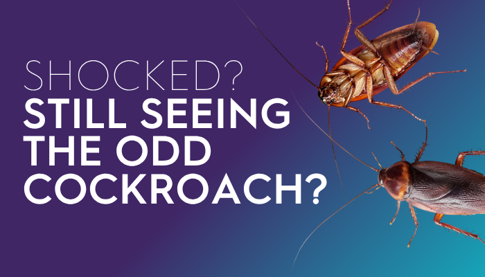 Still Seeing Cockroaches? | Brisbane Pest Solutions
