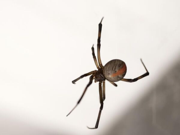 Redback Spider Control Brisbane | Allure Pest Solutions