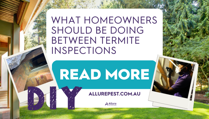Termite Inspections | Homeowner Tips | Protection | Alllure