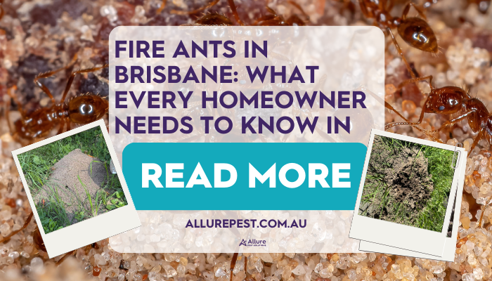 Fire Ants in Brisbane: What Every Homeowner Needs to Know in 2025 ...