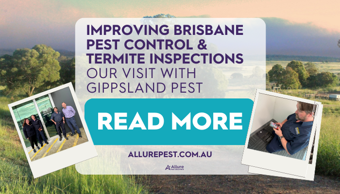 Improving Brisbane Pest Control Termite Inspections | Innovations