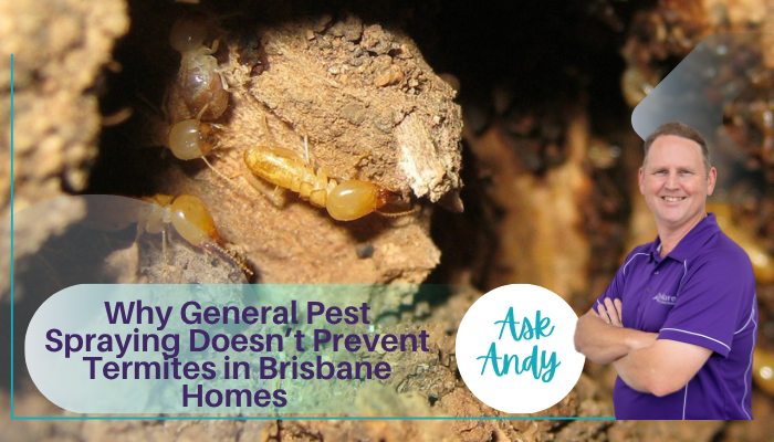Why General Pest Spraying Doesn’t Prevent Termites - Allure Pest Solutions