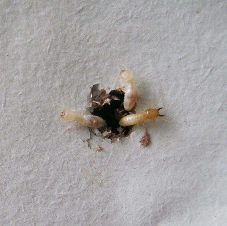 Are we seeing a difference in the genera of termites infesting Brisbane ...